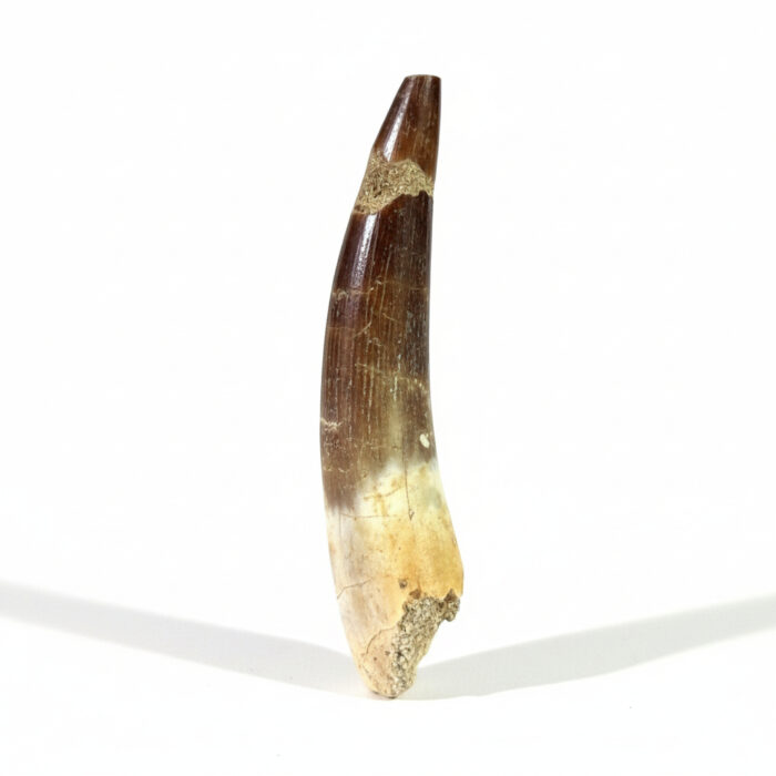 Plesiosaurs Tooth Extinct Marine Reptile zarafasaura specimen 2.3 ...