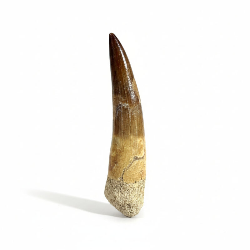 Plesiosaur Tooth Extinct Marine Reptile zarafasaura specimen 2.5 ...