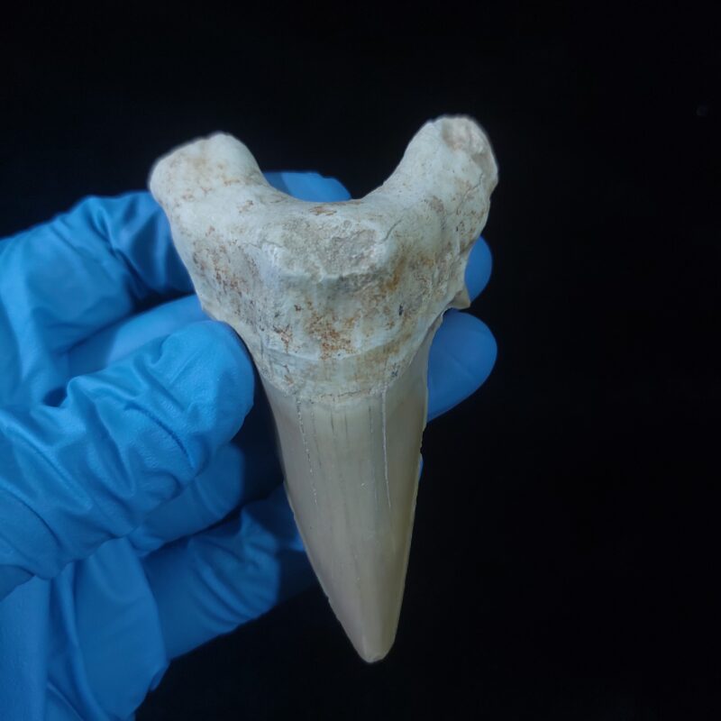 3.2" Original OTODUS Tooth Rare fossil teeth Megalodon teeth | FossilPaleo