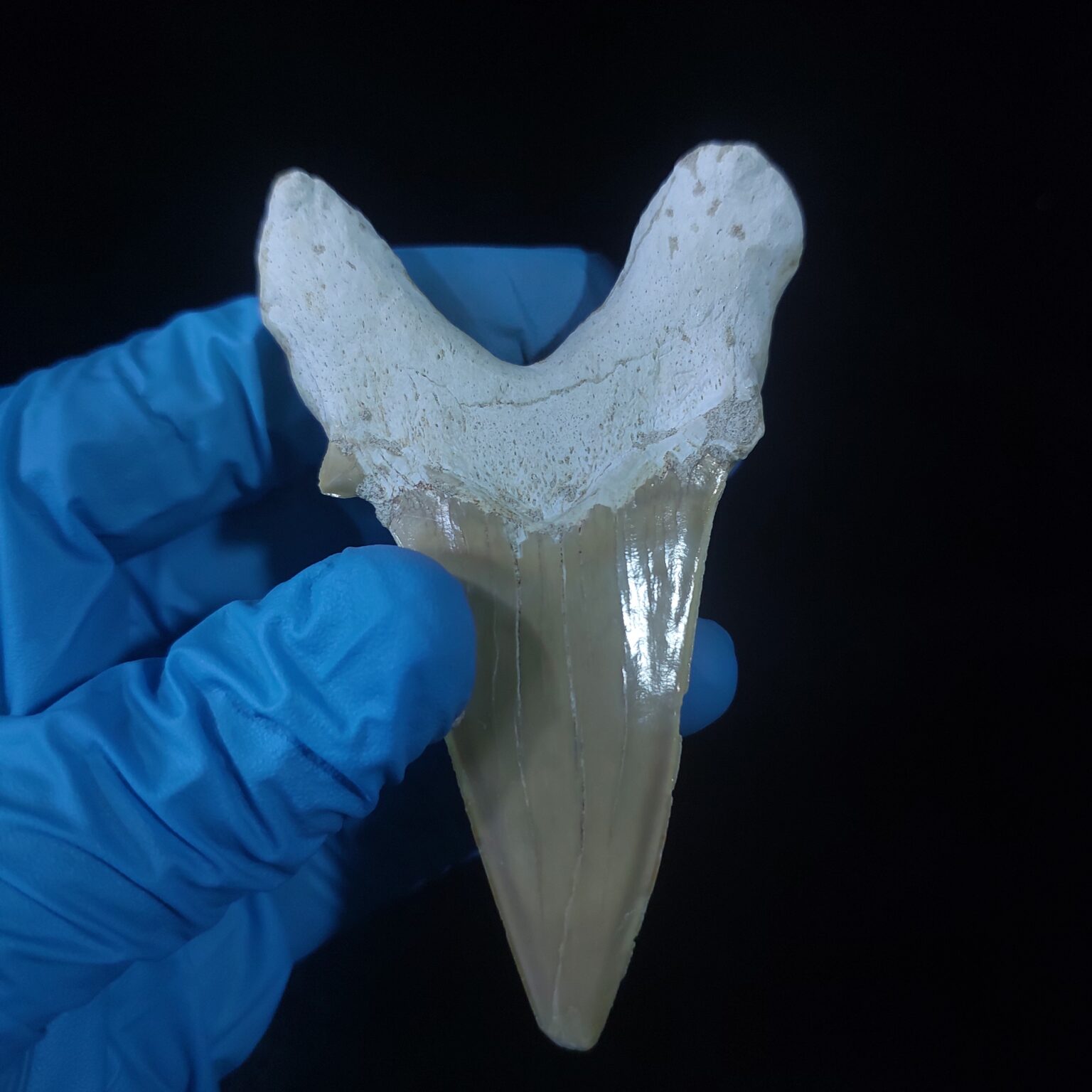 3.4" Huge Otodus Tooth Fossil teeth Megalodon Eocene | FossilPaleo