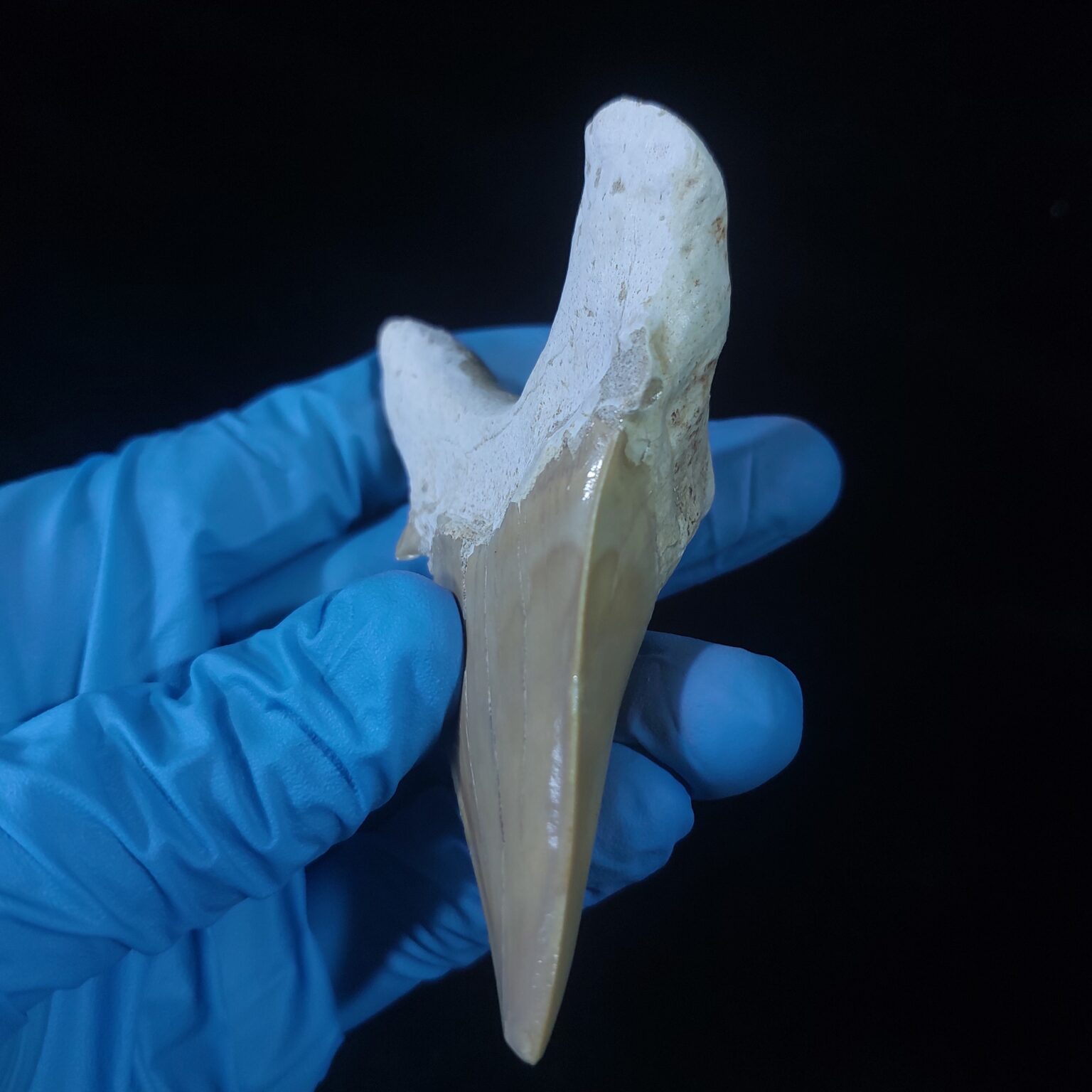 3.4" Huge Otodus Tooth Fossil teeth Megalodon Eocene | FossilPaleo