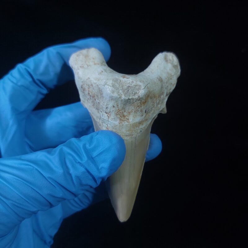 3.4" Huge Otodus Tooth Fossil teeth Megalodon Eocene | FossilPaleo