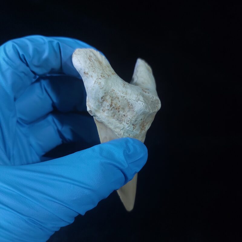 3.4" Huge Otodus Tooth Fossil teeth Megalodon Eocene | FossilPaleo