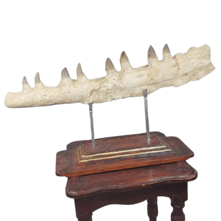 28" Big Mosasaurus Jaw original fossils bones Cretaceous | FossilPaleo