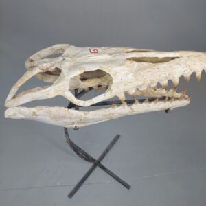 Incredible Baby Mosasaur Skull paleontology fossils jurassic world ...
