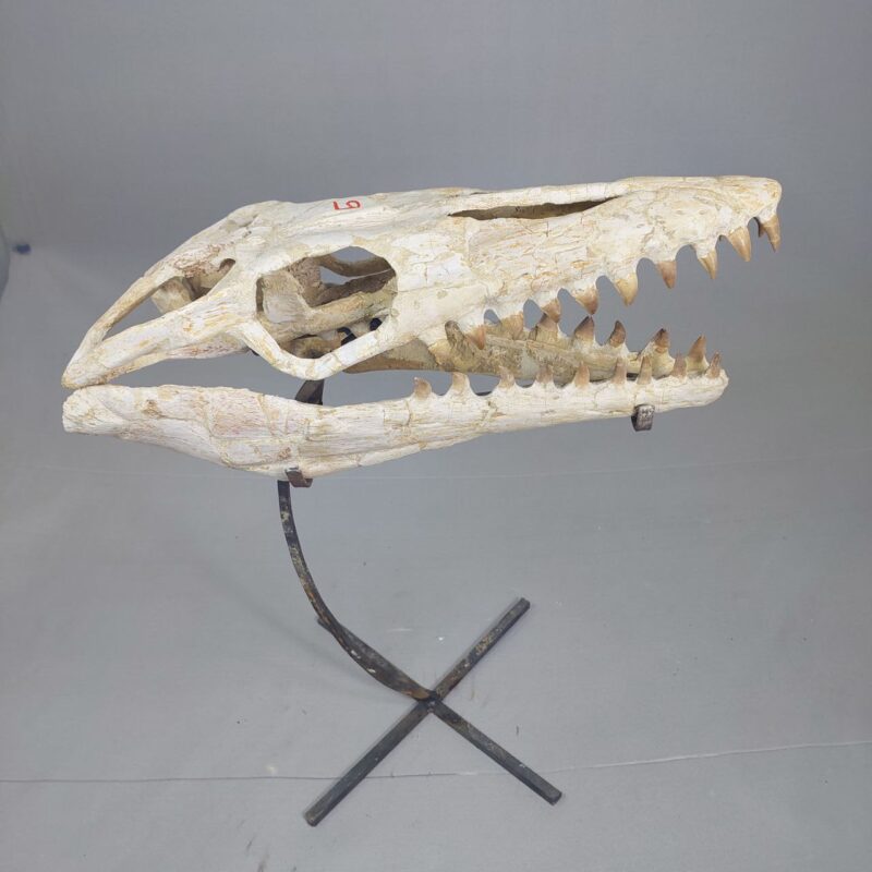 Incredible Baby Mosasaur Skull paleontology fossils jurassic world ...