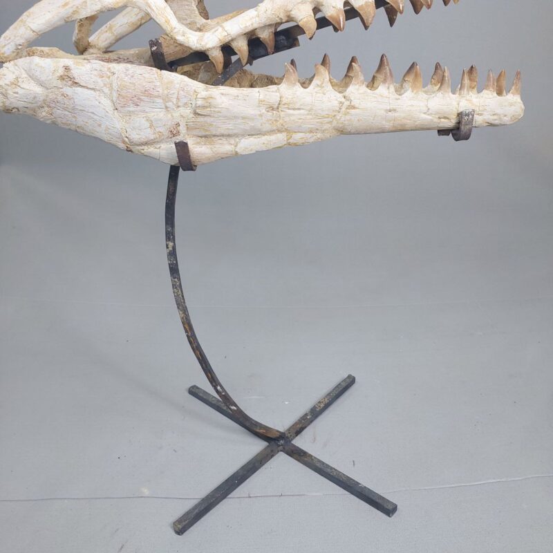 Incredible Baby Mosasaur Skull paleontology fossils jurassic world ...