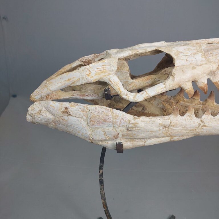 Incredible Baby Mosasaur Skull paleontology fossils jurassic world ...