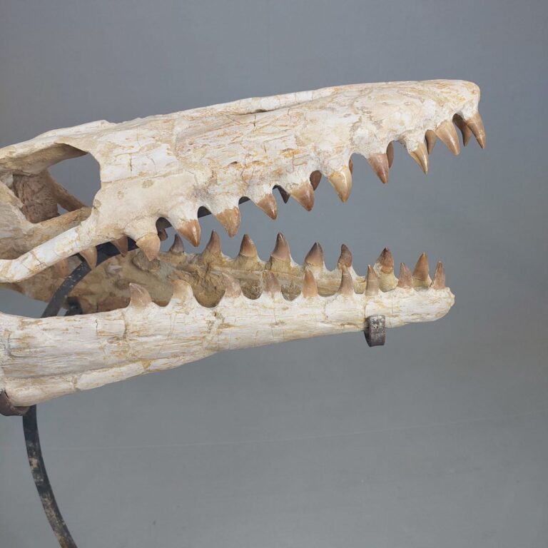 Incredible Baby Mosasaur Skull paleontology fossils jurassic world ...