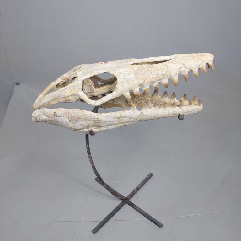 Incredible Baby Mosasaur Skull paleontology fossils jurassic world ...