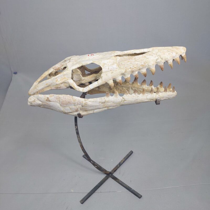 Incredible Baby Mosasaur Skull paleontology fossils jurassic world ...