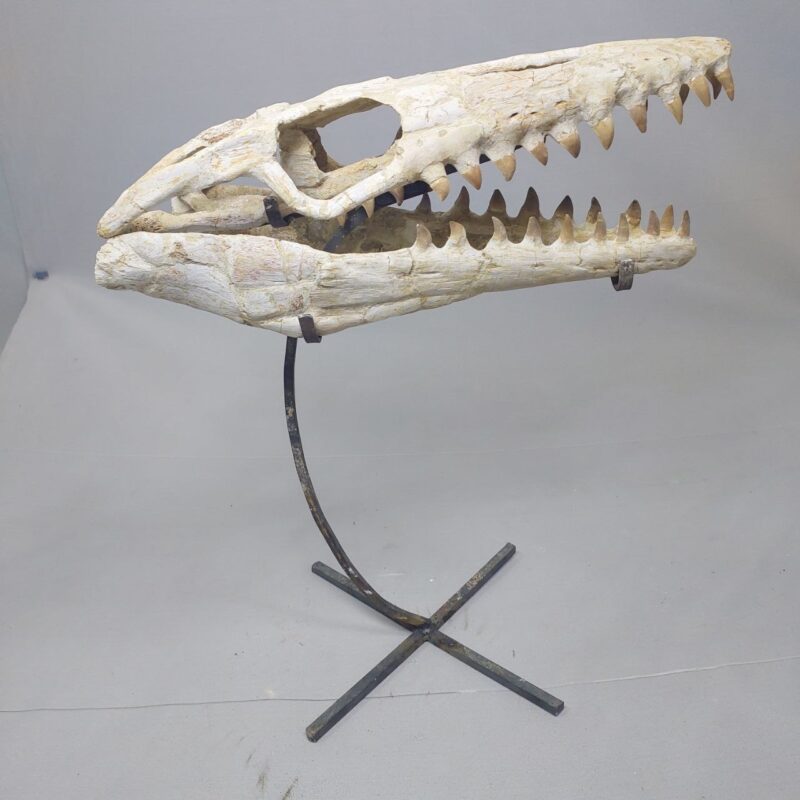 Incredible Baby Mosasaur Skull paleontology fossils jurassic world ...