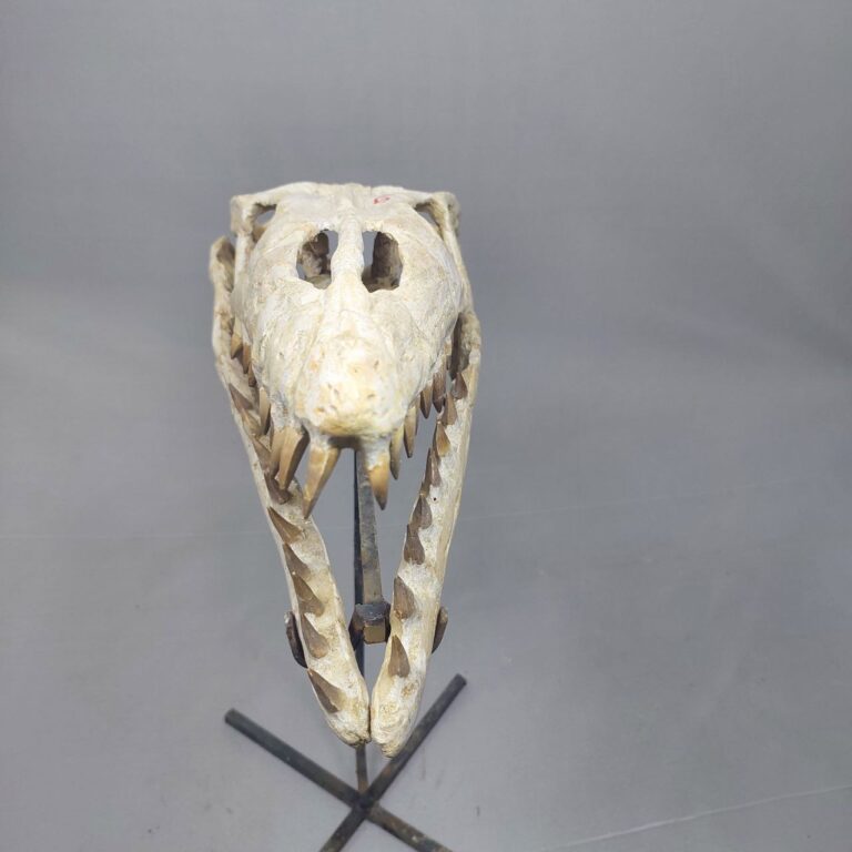 Incredible Baby Mosasaur Skull paleontology fossils jurassic world ...