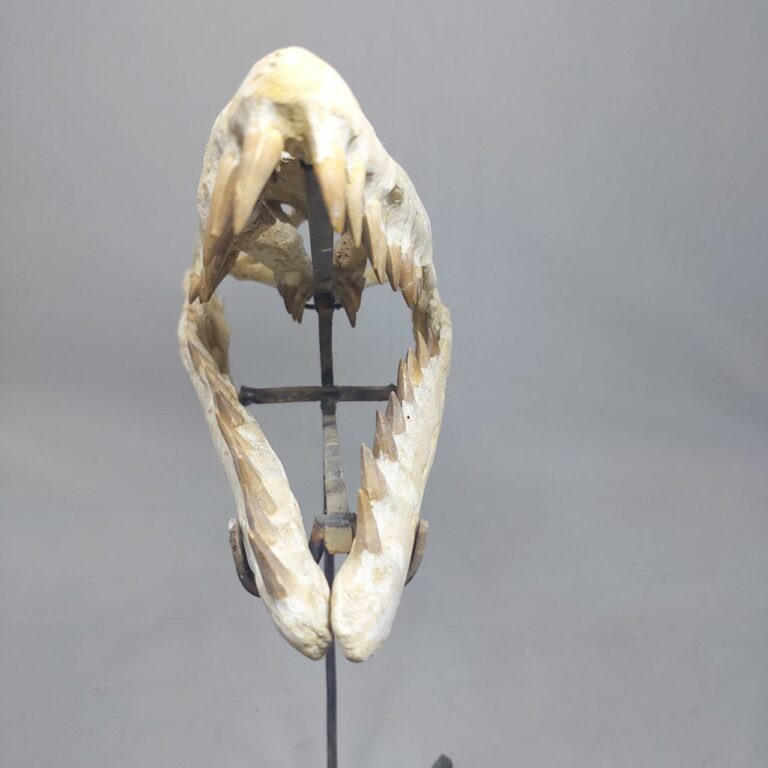 Incredible Baby Mosasaur Skull paleontology fossils jurassic world ...