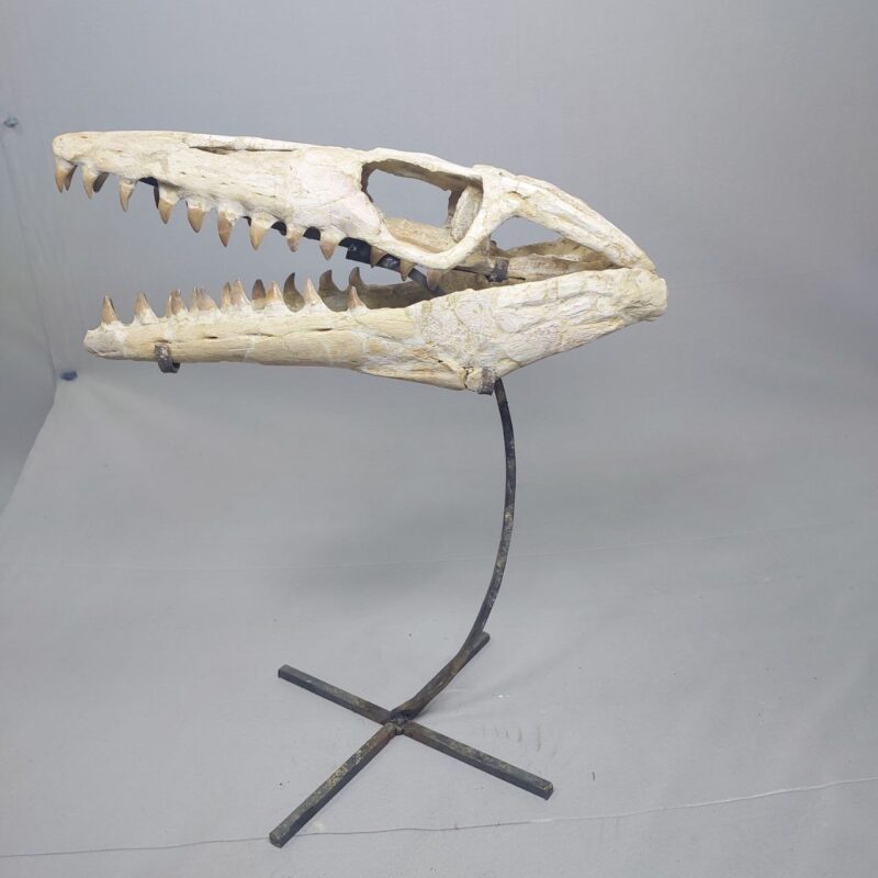 Mosasaurus Skulls | Original Fossils for Sale