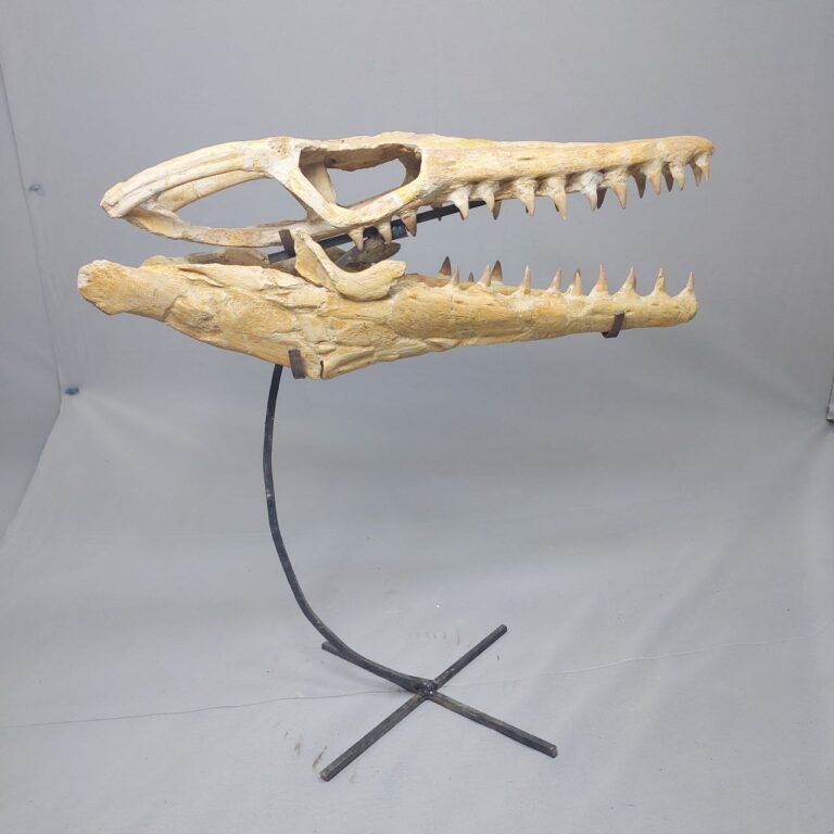 Incredible Baby Mosasaur Skull paleontology fossils jurassic world ...