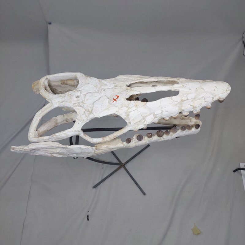 Globidens Skull 26" Extremly Rare Mosasaurus Bones fossilized | FossilPaleo