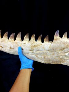 27" HUGE MOSASAURUS JAW Fossil original Fossilized | FossilPaleo