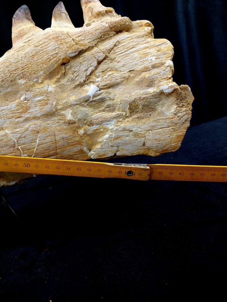 27" HUGE MOSASAURUS JAW Fossil original Fossilized | FossilPaleo