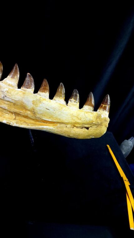 27" HUGE MOSASAURUS JAW Fossil original Fossilized | FossilPaleo
