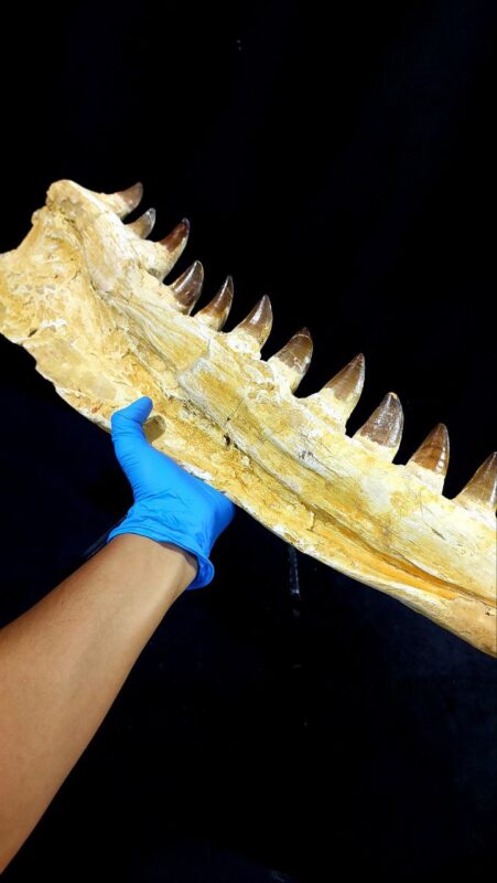 27" HUGE MOSASAURUS JAW Fossil original Fossilized | FossilPaleo