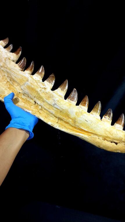 27" HUGE MOSASAURUS JAW Fossil original Fossilized | FossilPaleo