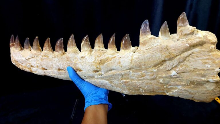 27" HUGE MOSASAURUS JAW Fossil original Fossilized | FossilPaleo