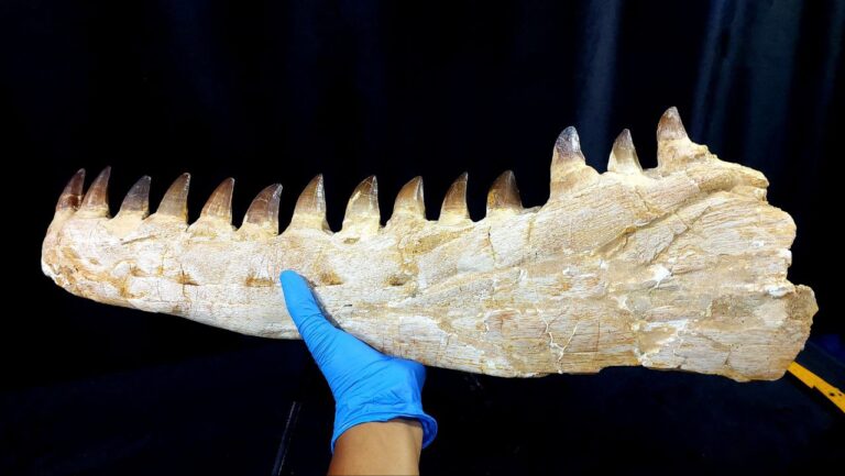 27" HUGE MOSASAURUS JAW Fossil original Fossilized | FossilPaleo