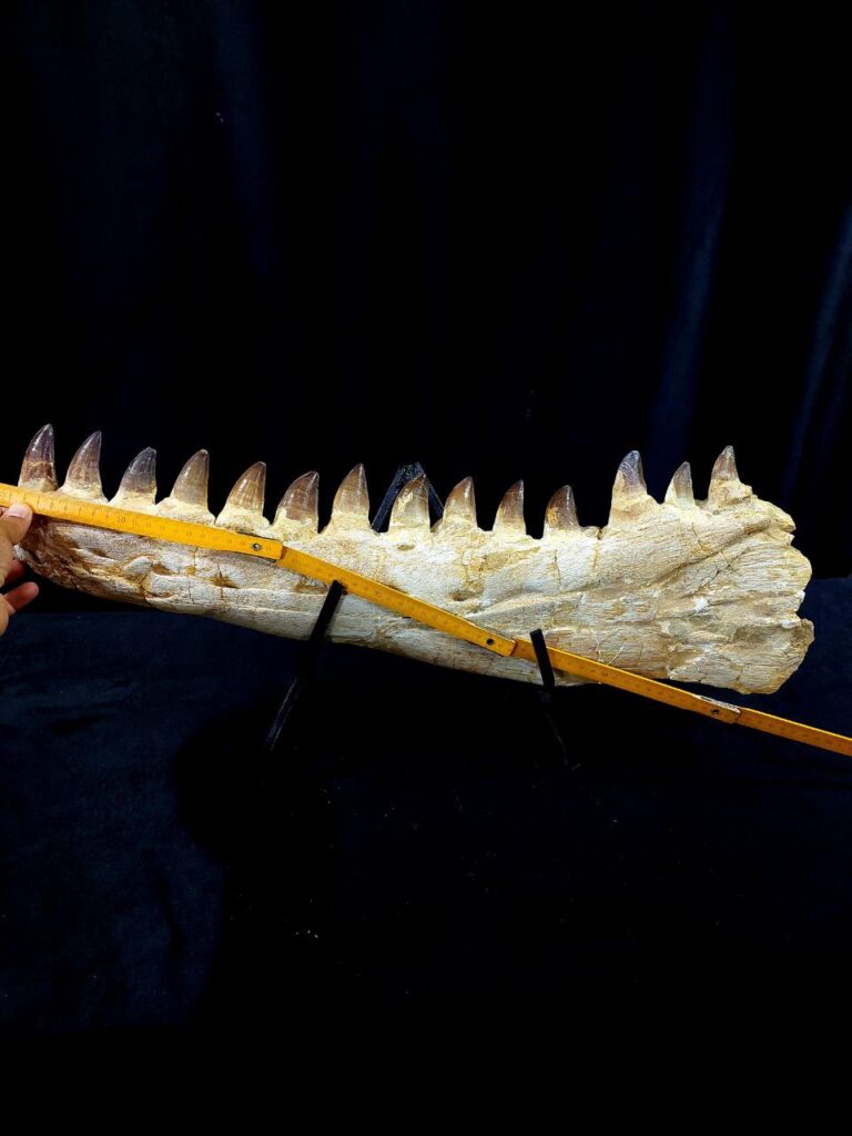 27" HUGE MOSASAURUS JAW Fossil original Fossilized | FossilPaleo