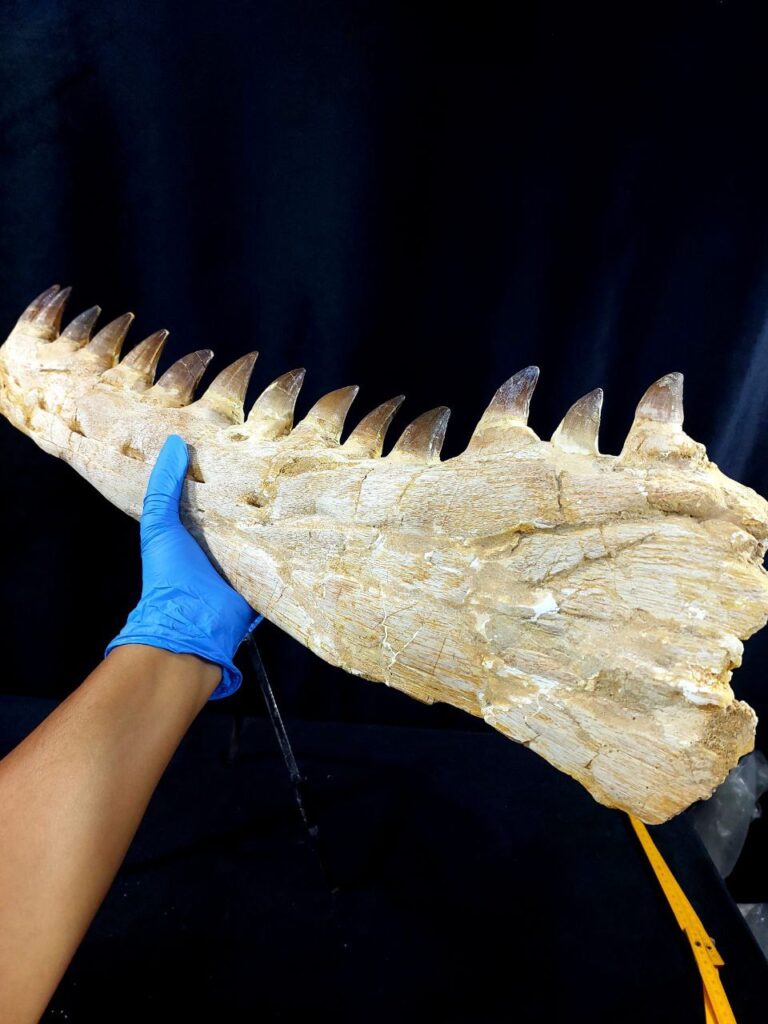 27" HUGE MOSASAURUS JAW Fossil original Fossilized | FossilPaleo