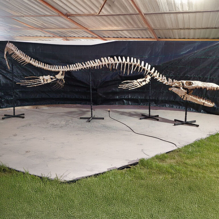 Mosasaurus Fossils | Original Fossils for Sale