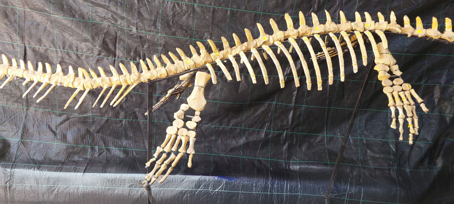 Mosasaurus Fossils | Original Fossils for Sale