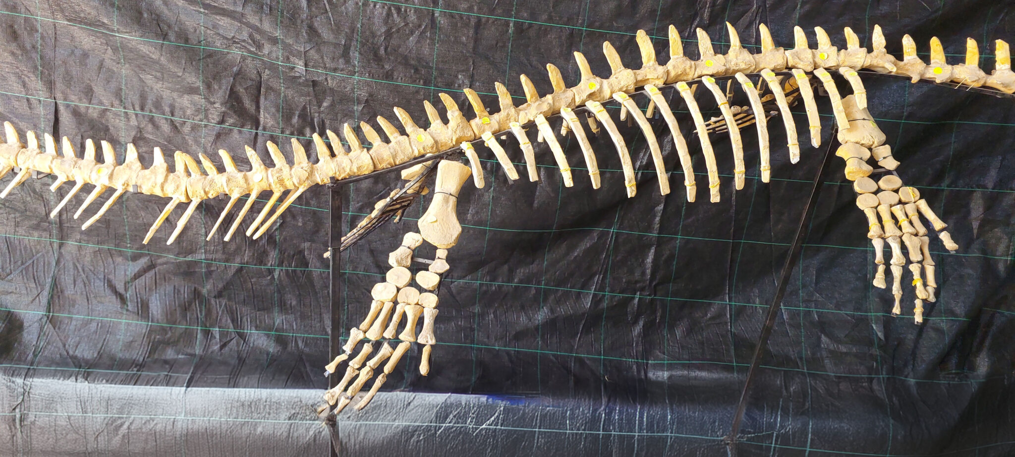 Mosasaurus Fossils | Original Fossils for Sale