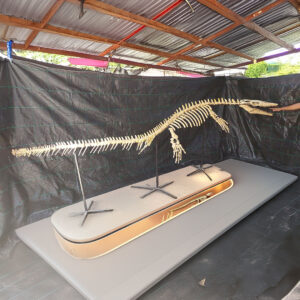 Home | Original Fossils for Sale