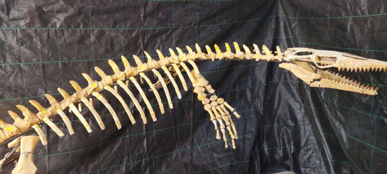 Mosasaurus Skeleton for sale Fossil Jurassic Treasures Paleontology ...