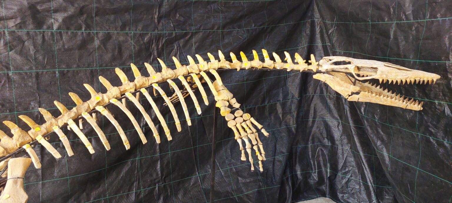 Mosasaurus Skeleton for sale Fossil Jurassic Treasures Paleontology ...