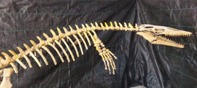 Mosasaurus Skeleton for sale Fossil Jurassic Treasures Paleontology ...