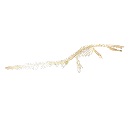 Best offer Mosasaur Full skeleton Collectible Fossils Paleontology ...