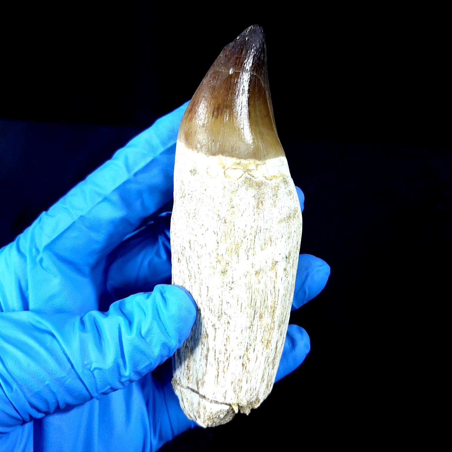 Monster Mosasaur Skeleton museum Quality Fossils Paleontology | FossilPaleo