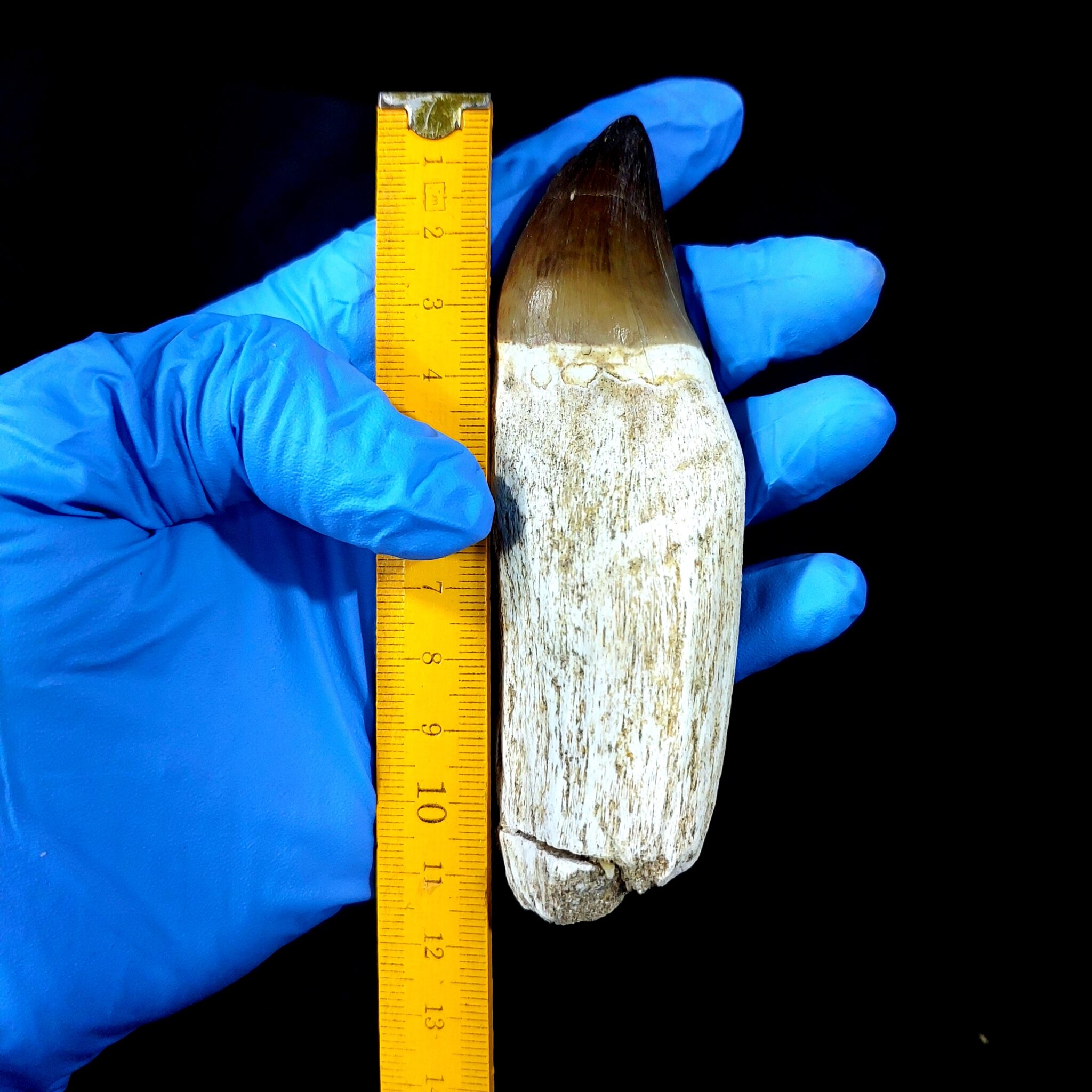 4,52 Extremly Rare Mosasaur Currii Tooth Original Fossilized | FossilPaleo