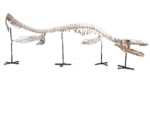 Monster Mosasaur Skeleton museum Quality Fossils Paleontology | FossilPaleo