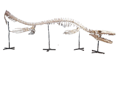 Monster Mosasaur Skeleton museum Quality Fossils Paleontology | FossilPaleo