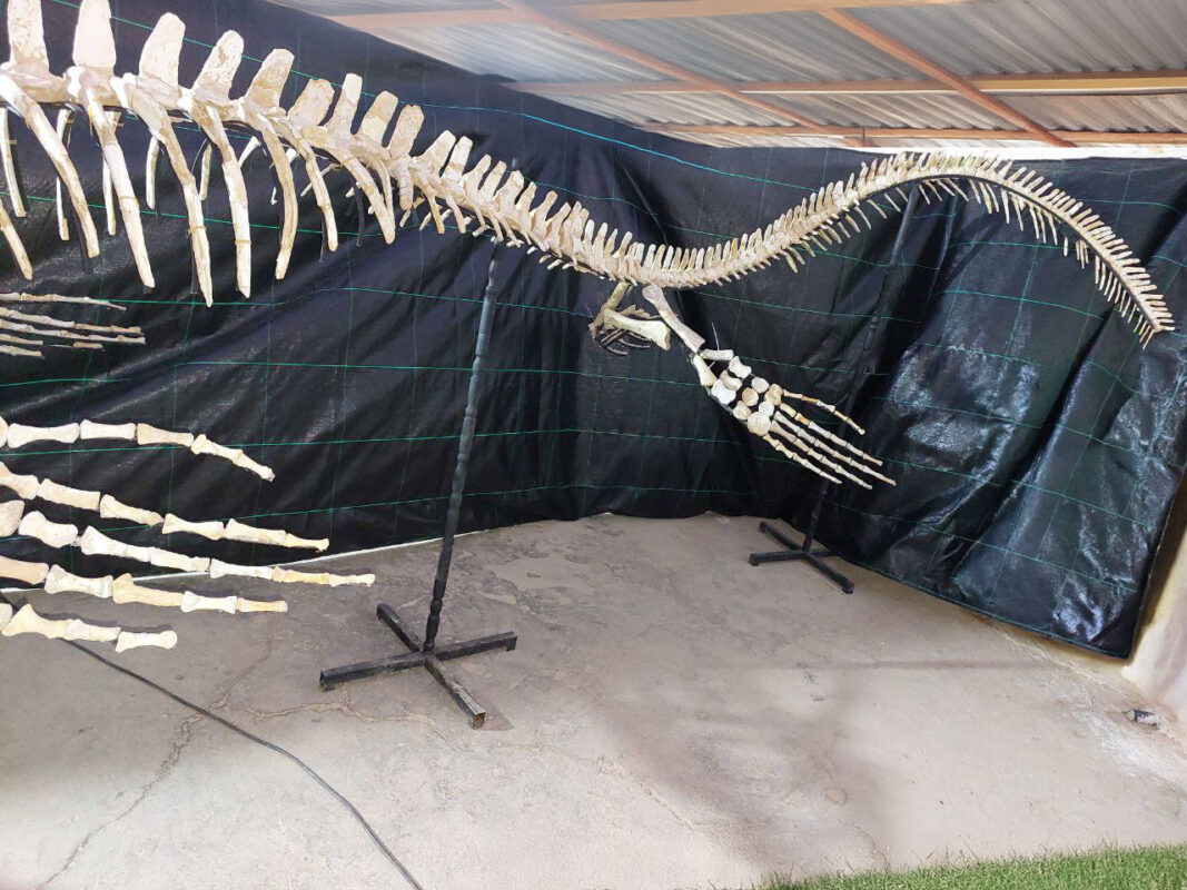 Monster Mosasaur Skeleton museum Quality Fossils Paleontology | FossilPaleo