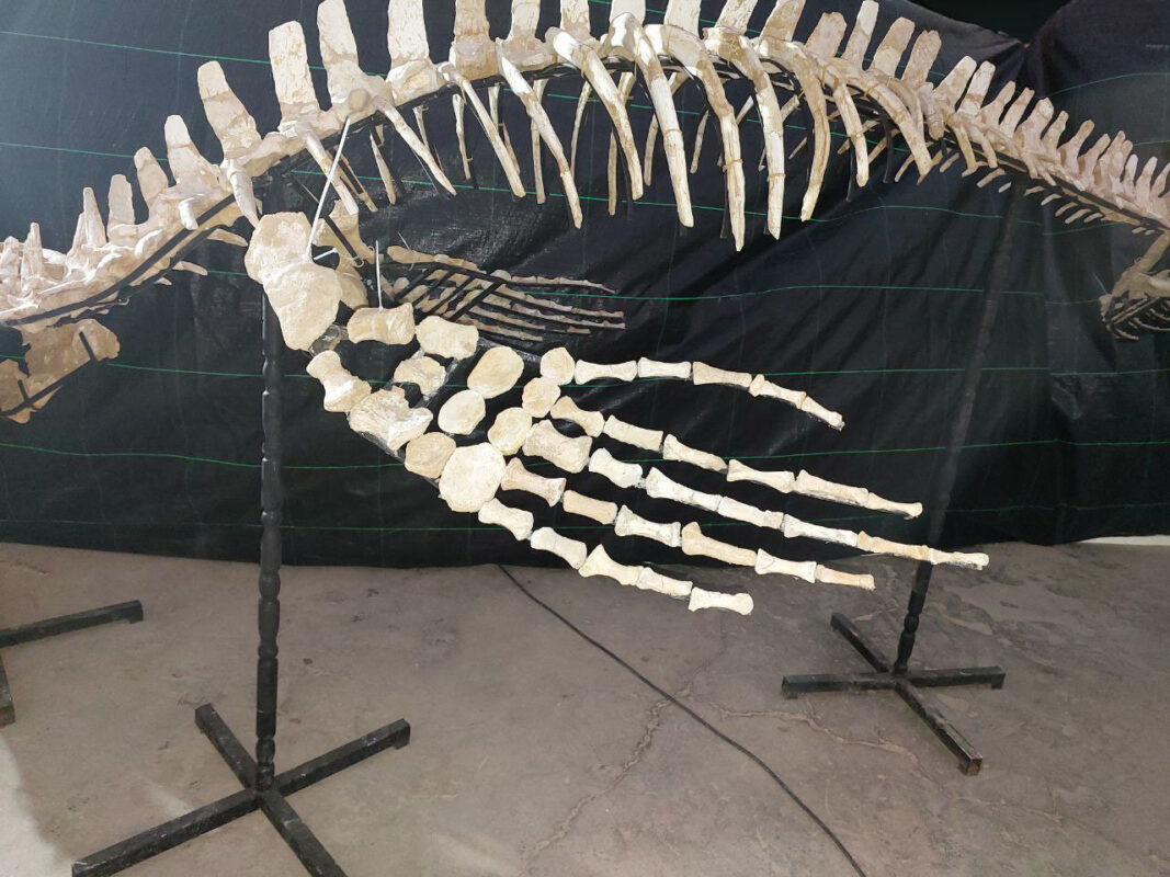 Monster Mosasaur Skeleton museum Quality Fossils Paleontology | FossilPaleo