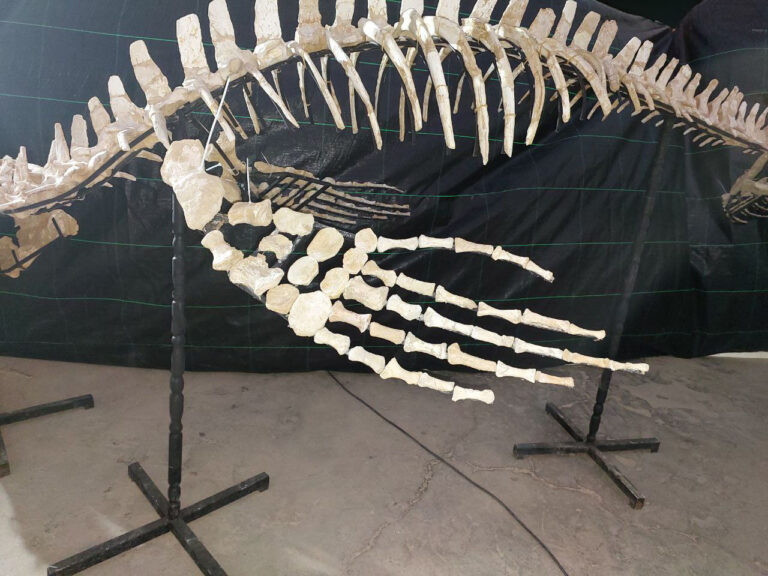 Monster Mosasaur Skeleton museum Quality Fossils Paleontology | FossilPaleo