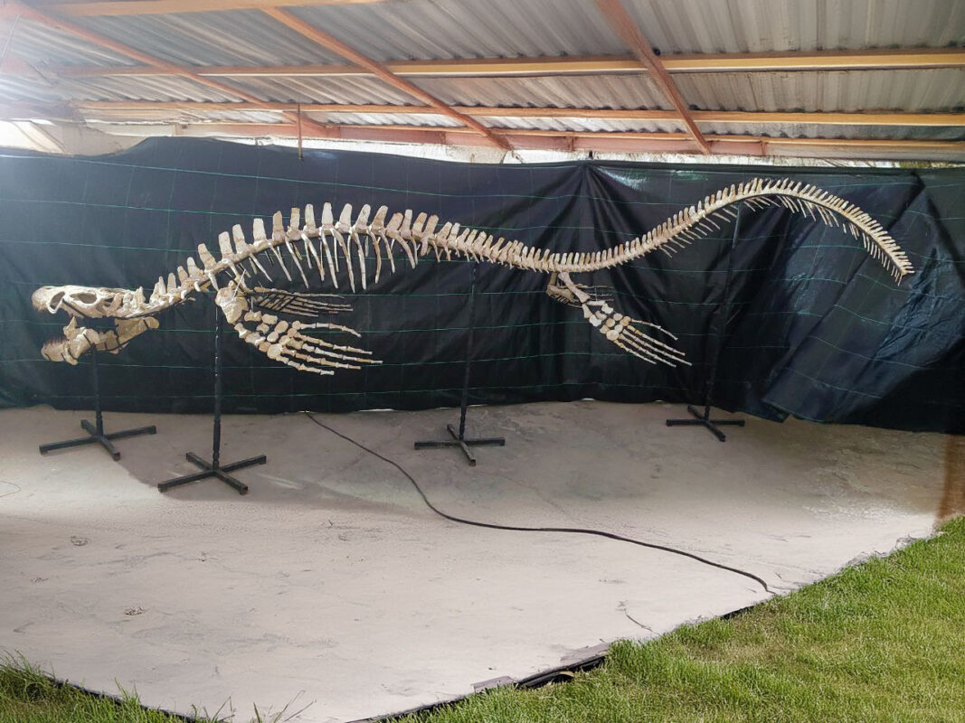 Monster Mosasaur Skeleton museum Quality Fossils Paleontology | FossilPaleo