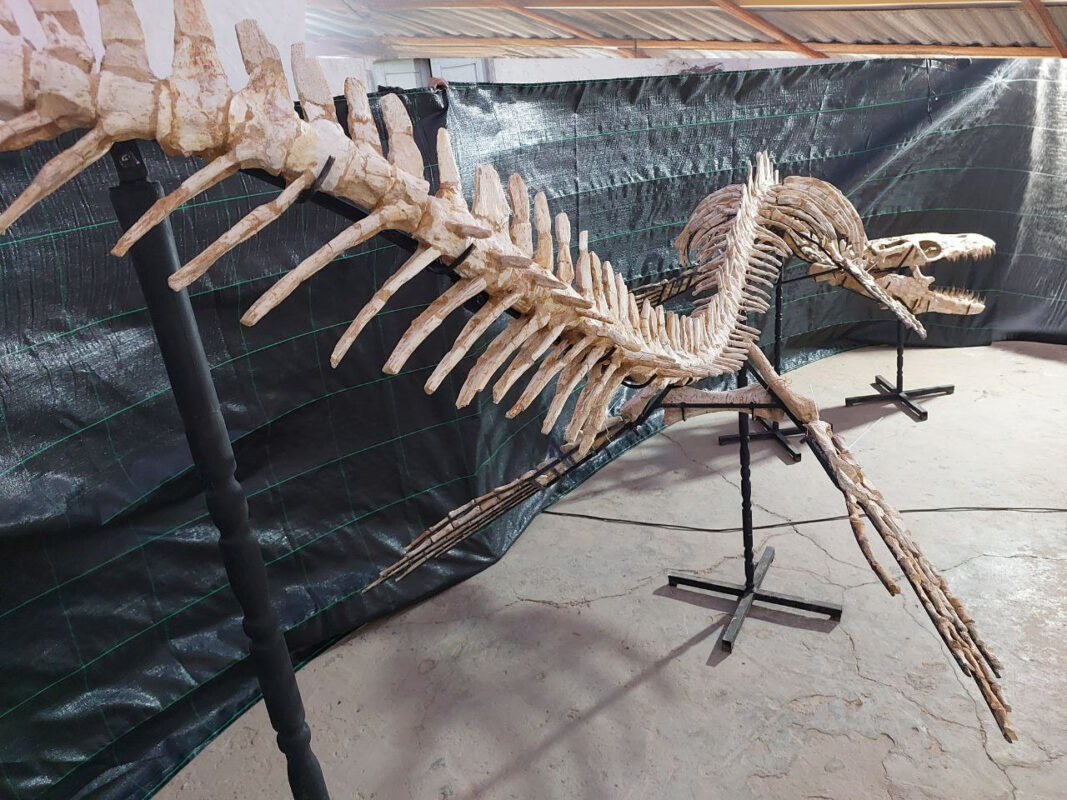 Monster Mosasaur Skeleton museum Quality Fossils Paleontology | FossilPaleo