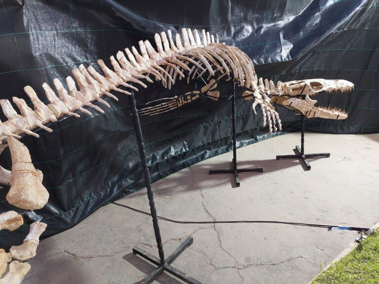 Monster Mosasaur Skeleton museum Quality Fossils Paleontology | FossilPaleo