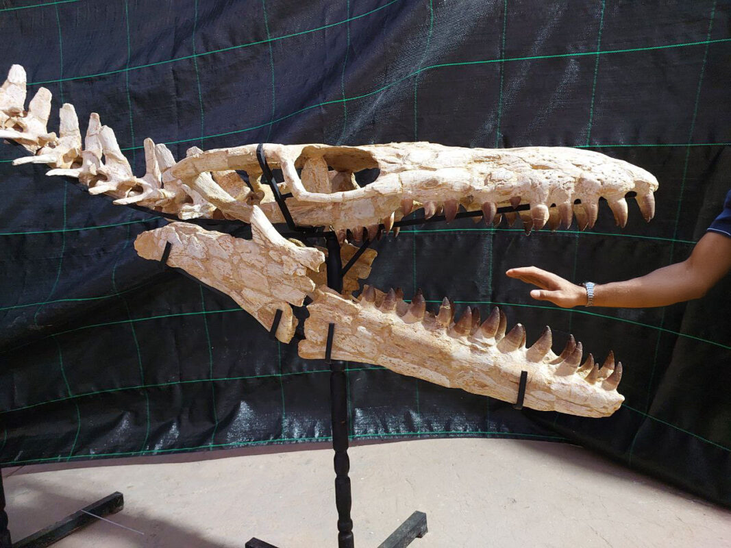 Monster Mosasaur Skeleton museum Quality Fossils Paleontology | FossilPaleo