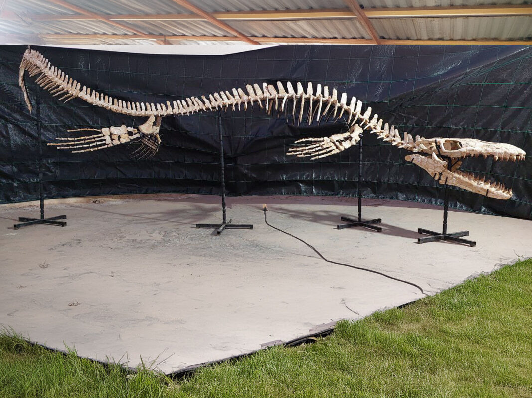 Monster Mosasaur Skeleton museum Quality Fossils Paleontology | FossilPaleo